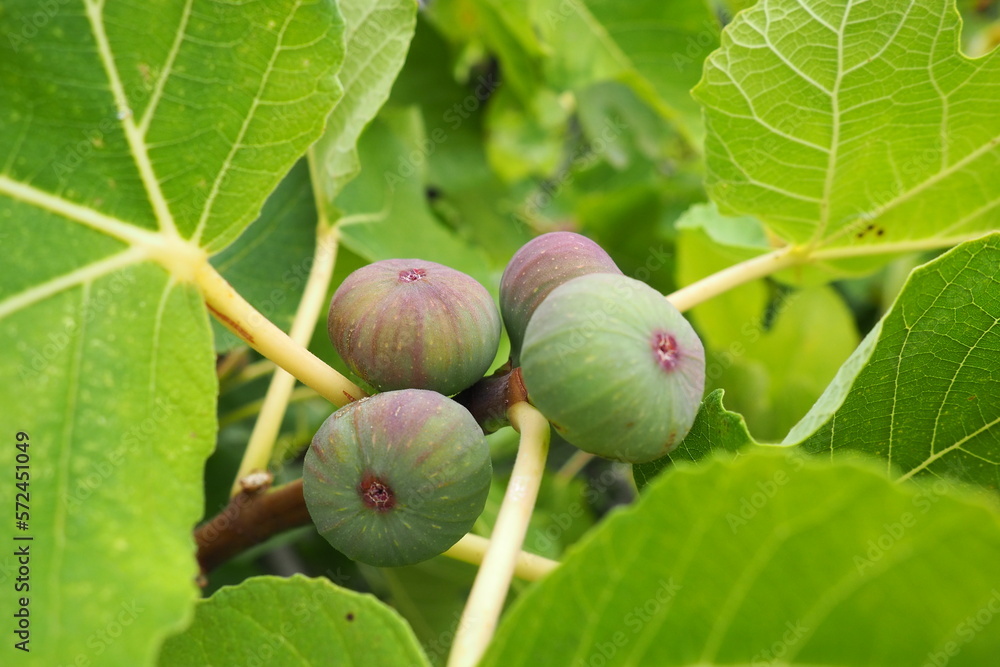 Fig, or fig tree, or common fig tree Ficus carica is a subtropical ...
