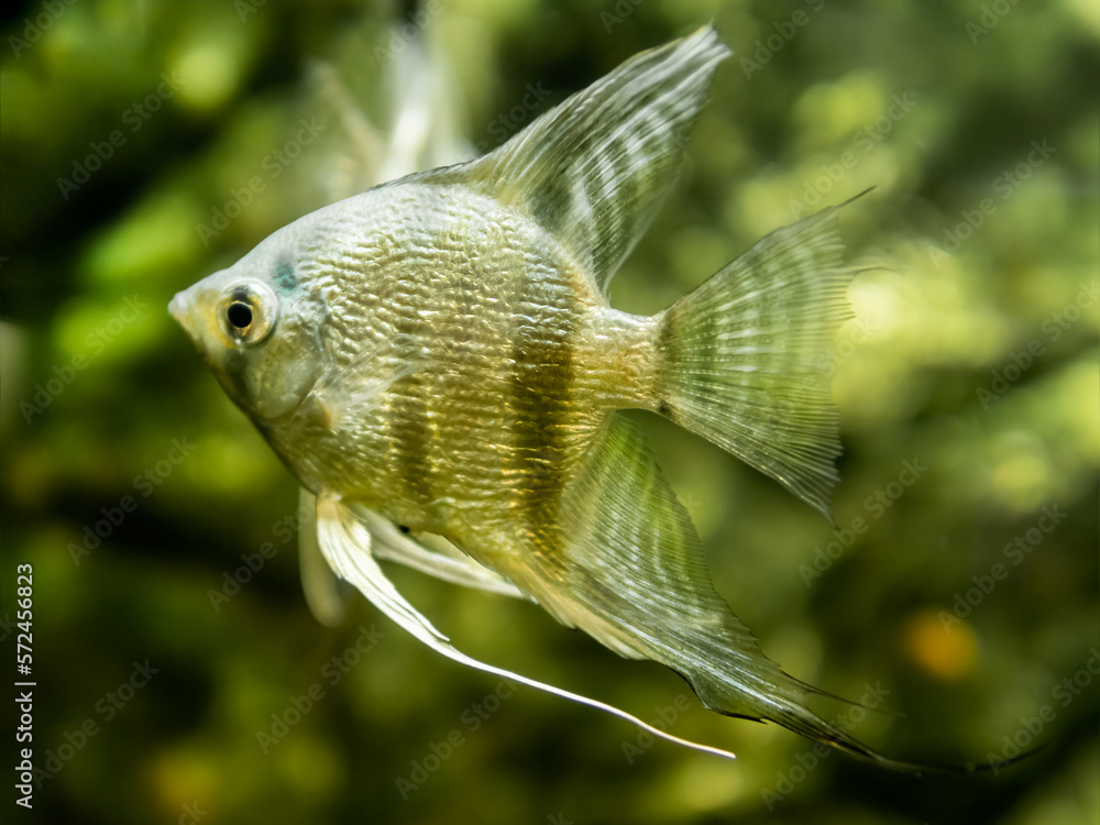 Floating Pterophyllum scalare or angelfish in tank. Freshwater aquarium ...