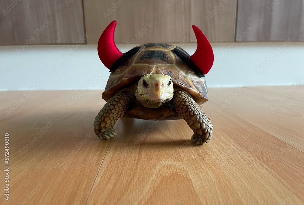Fotografia do Stock: Elongated tortoise, Indotestudo elongata, cute ...