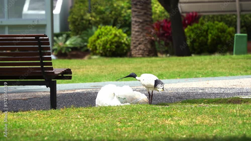Famous Australian white ibis, threskiornis molucca known as bin chicken ...