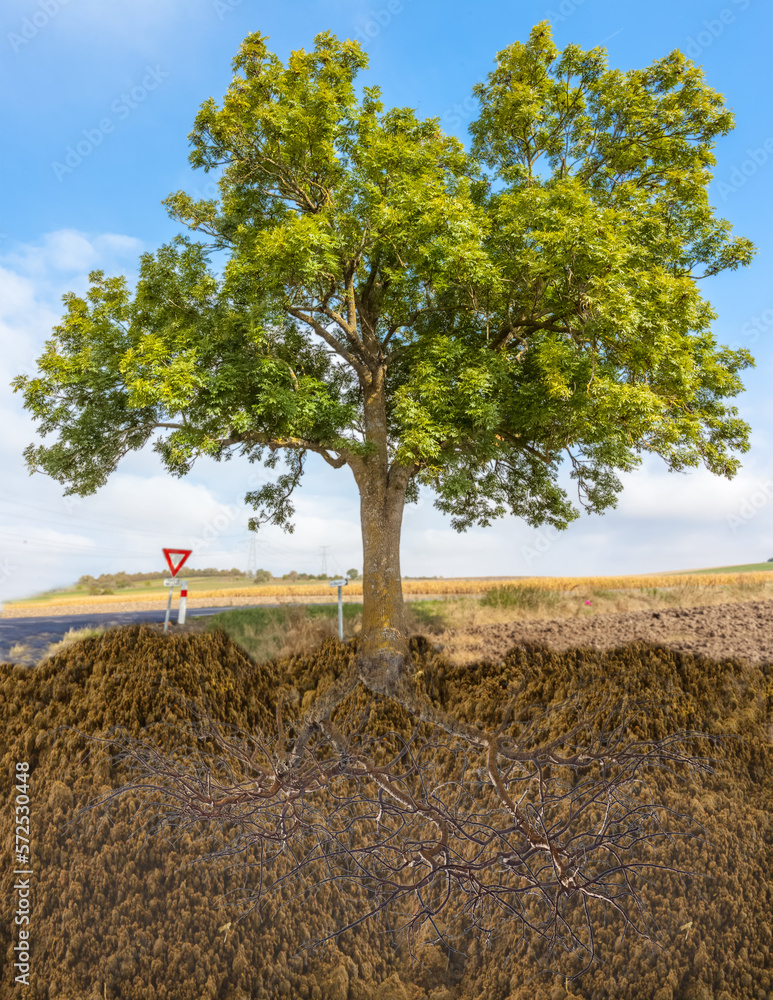 Arbre avec racines apparentes Stock Photo | Adobe Stock