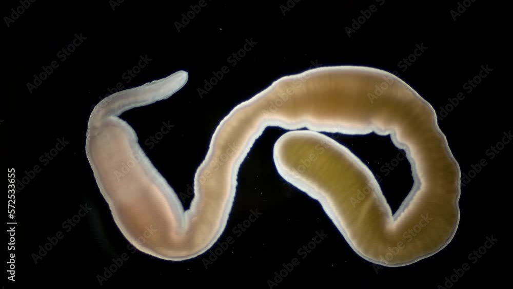 Nemertea worm Cephalothrix linearis under a microscope, class Palaeonemertea, order ...