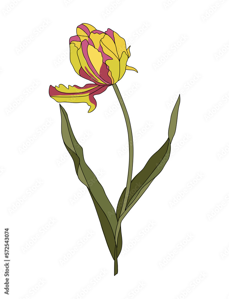 Tulip April birth month flower colorful illustration. Modern minimalist ...