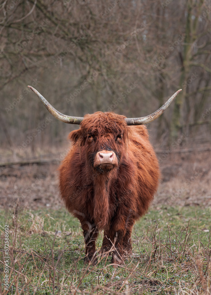 frontal view of a highland cow in the Broekpolder in Vlaardingen ...
