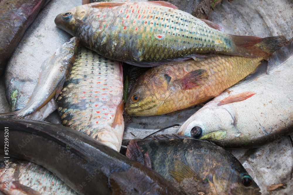 Freshwater fish in the basket. One example is Climbing perch or ...