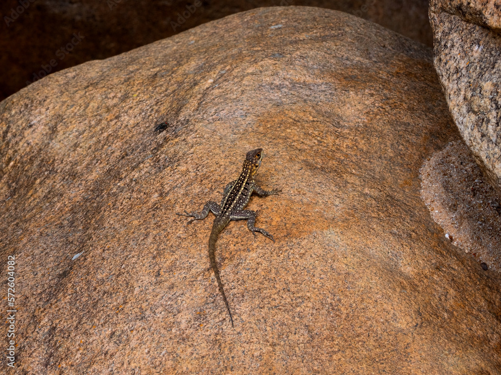 Grandidier's Madagascar swift, Oplurus grandidieri, sitting on a large ...