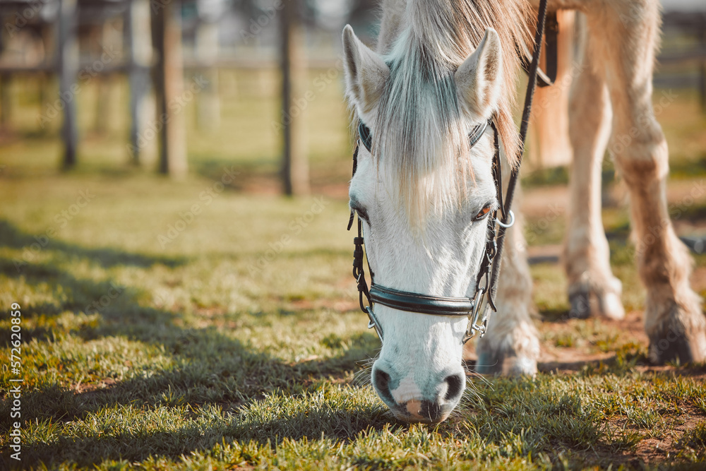 Horse Head Grazing
