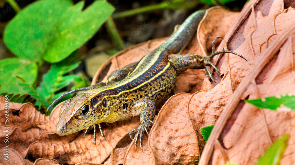 Lizard, Tropical Rainforest, Corcovado National Park, Osa Conservation ...