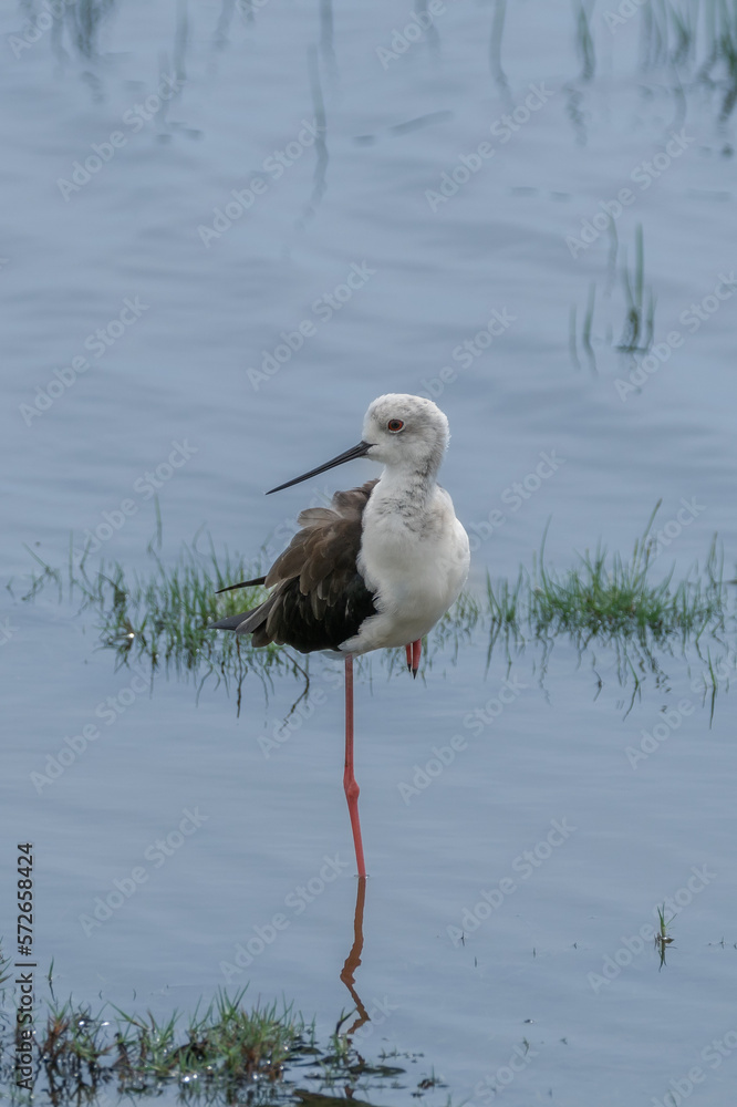 Foto de Black-winged Stilt, Himanthopus himantophus, black and white ...