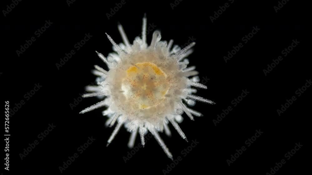 Oral side mouth young sea urchin Echinoidea, under a microscope, type ...