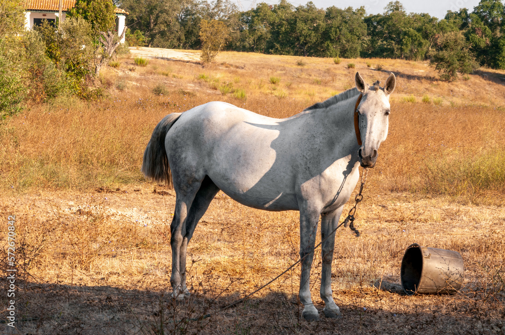 Beautiful equine muzzle. Agriculture and stock breeding in summer ...