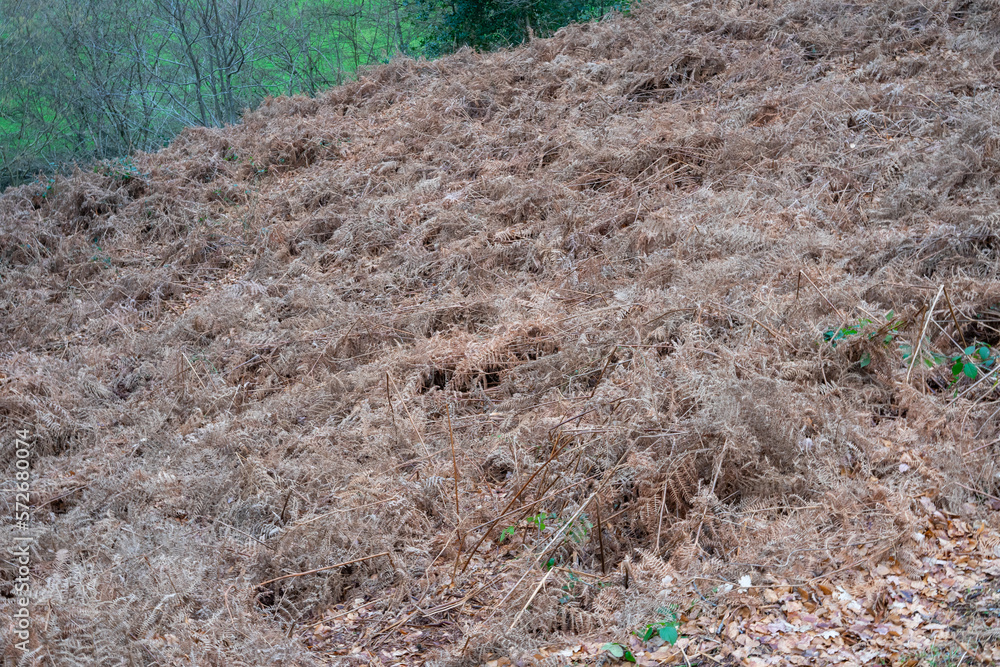 Dried bushes on the ground. Field of old grass and weeds. Drought ...