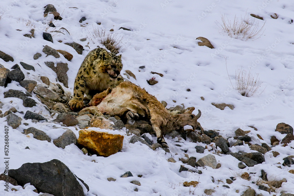 snow leopard after a hunt Stock Photo | Adobe Stock