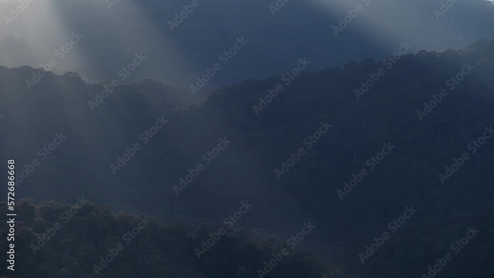 Fast speed close up b-roll scene of sunbeam shining pass forest trees ...