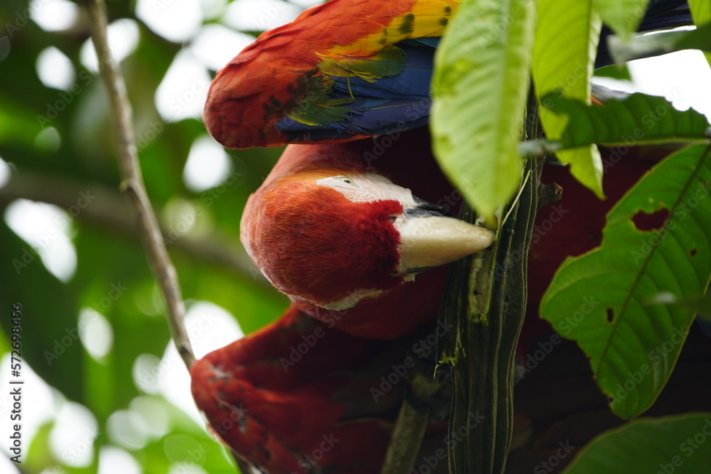 The red-and-green macaw (Ara chloropterus), is a large mostly-red macaw ...