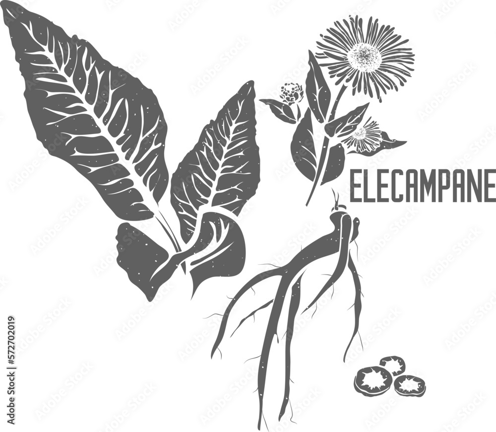 Elecampane leafs and root vector silhouette. Inula helenium medicinal ...