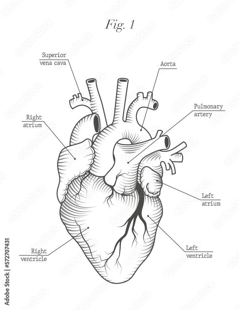 Illustration of a human heart, with caption, anatomical chart of human ...