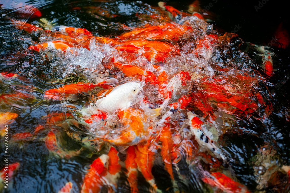 Koi fish. Japan Koi Carp in Koi Pond. Koi fish with beautiful colors ...