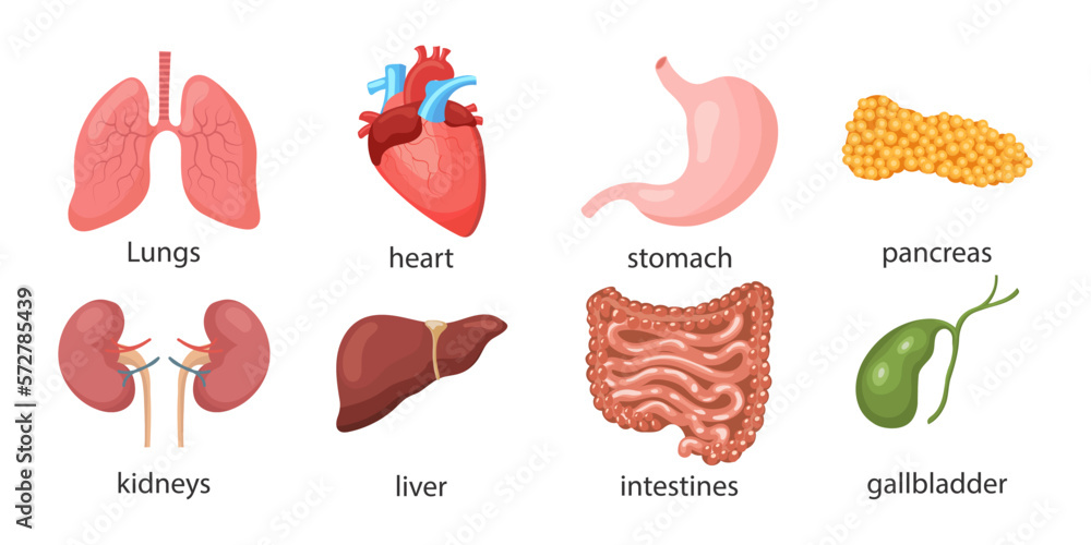 Set of human internal organs. Lungs, heart, liver, kidneys, stomach ...