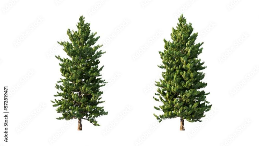 Growing trees on white background.3D animation growth grow from small ...
