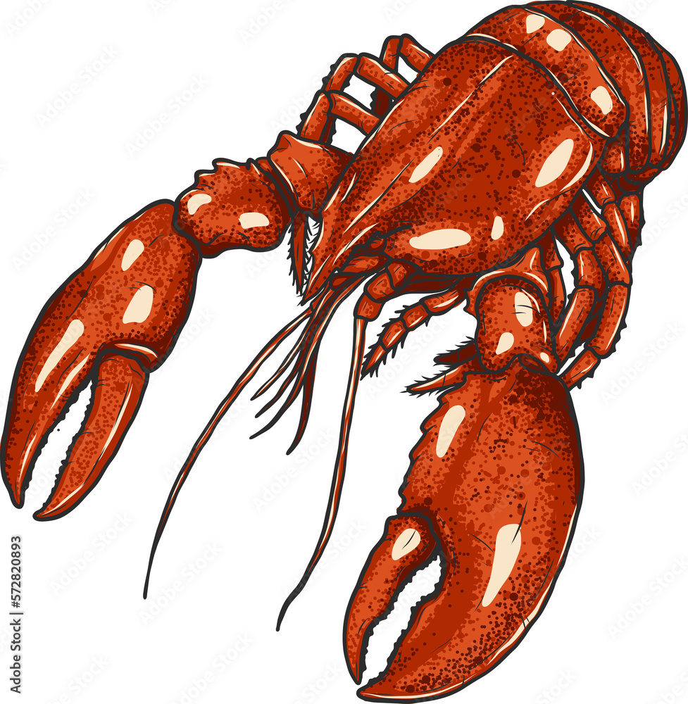 Lobster hand drawing on white background.png file. Stock Illustration ...