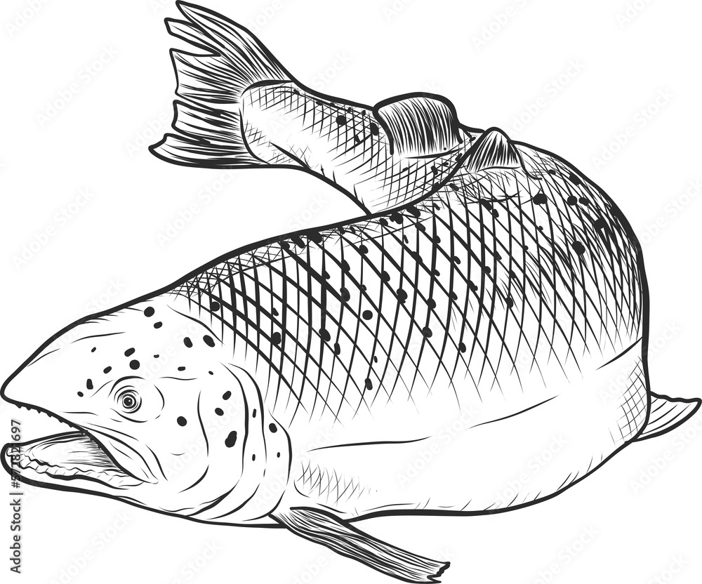 Salmon art highly detailed in line art style.Fish png by hand drawing ...
