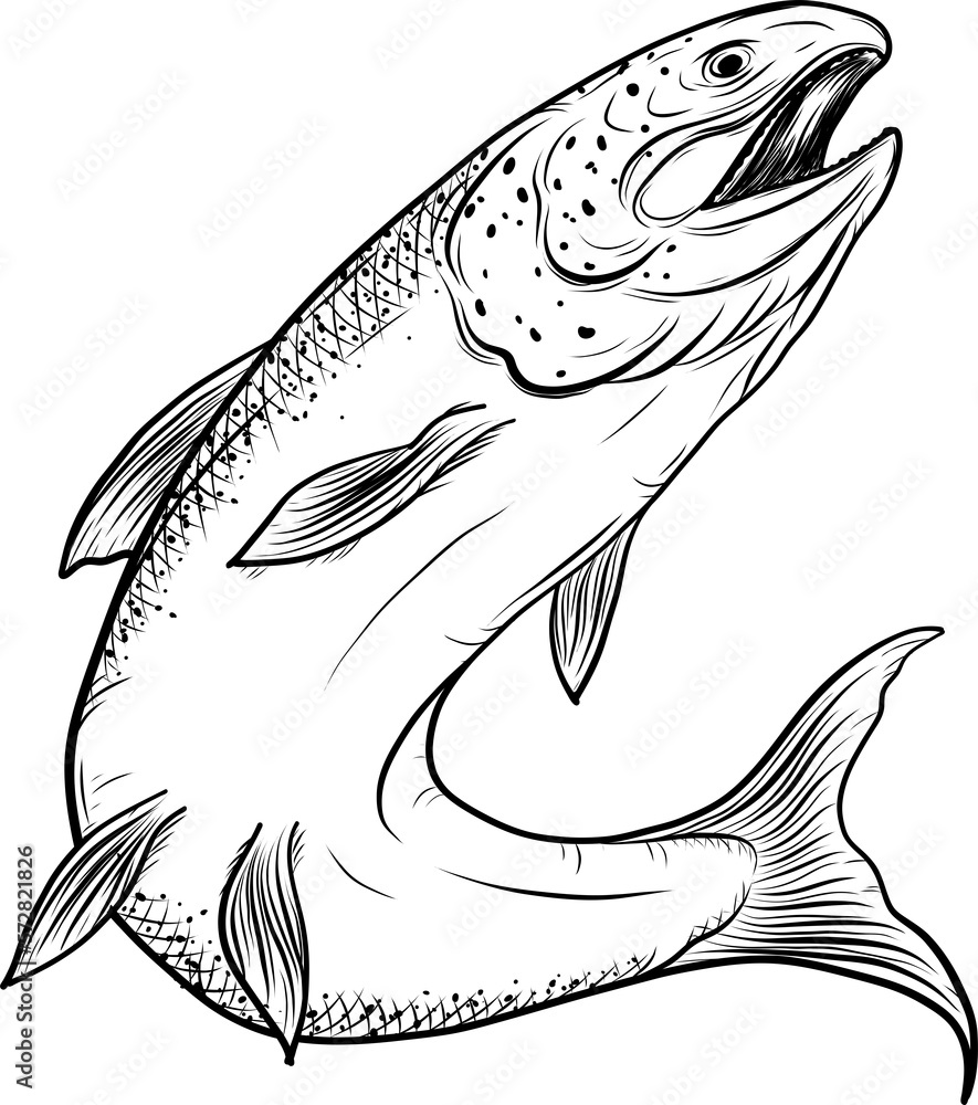 Salmon art highly detailed in line art style.Fish png by hand drawing ...
