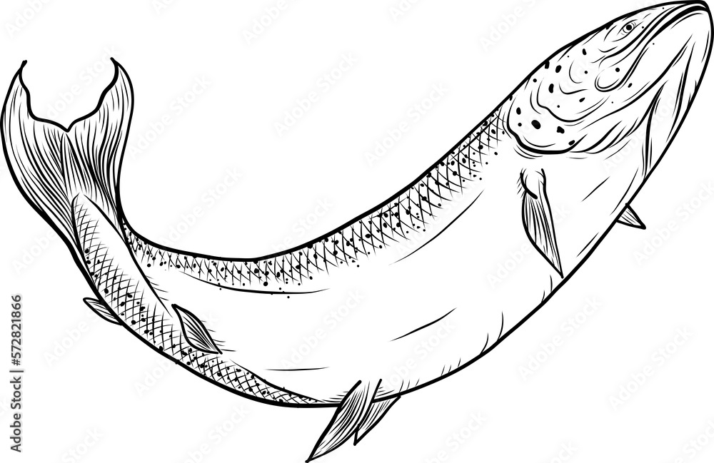 Salmon art highly detailed in line art style.Fish png by hand drawing ...