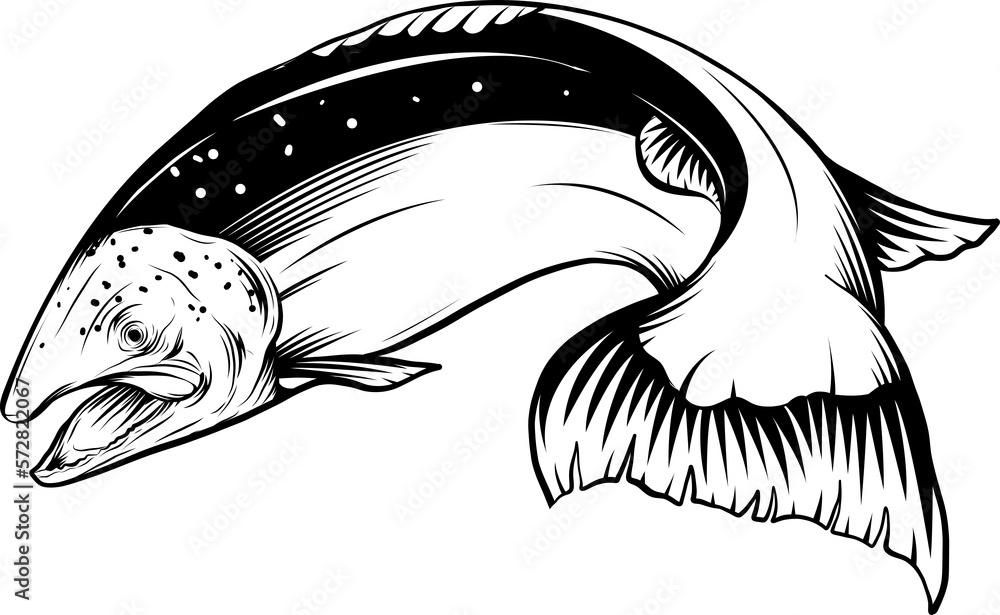 Salmon art highly detailed in line art style.Fish png by hand drawing ...