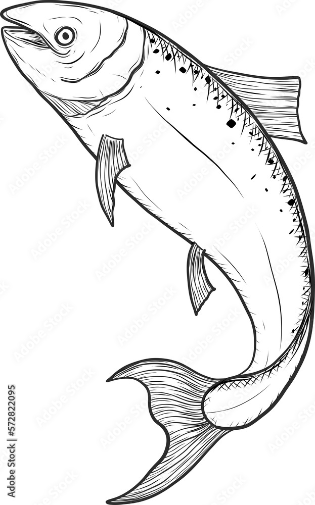 Salmon art highly detailed in line art style.Fish png by hand drawing ...