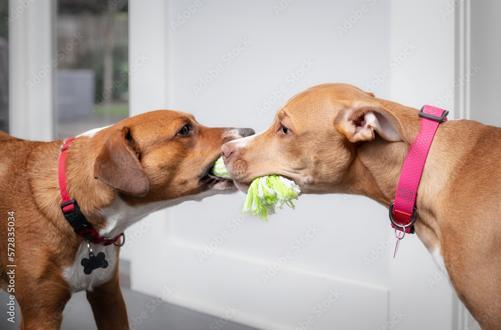 Two dogs playing tug-of-war with each other in living room. Side view ...