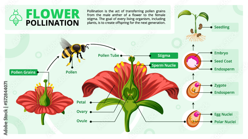 Pollination of the flower by bee-vector illustration Stock Vector ...