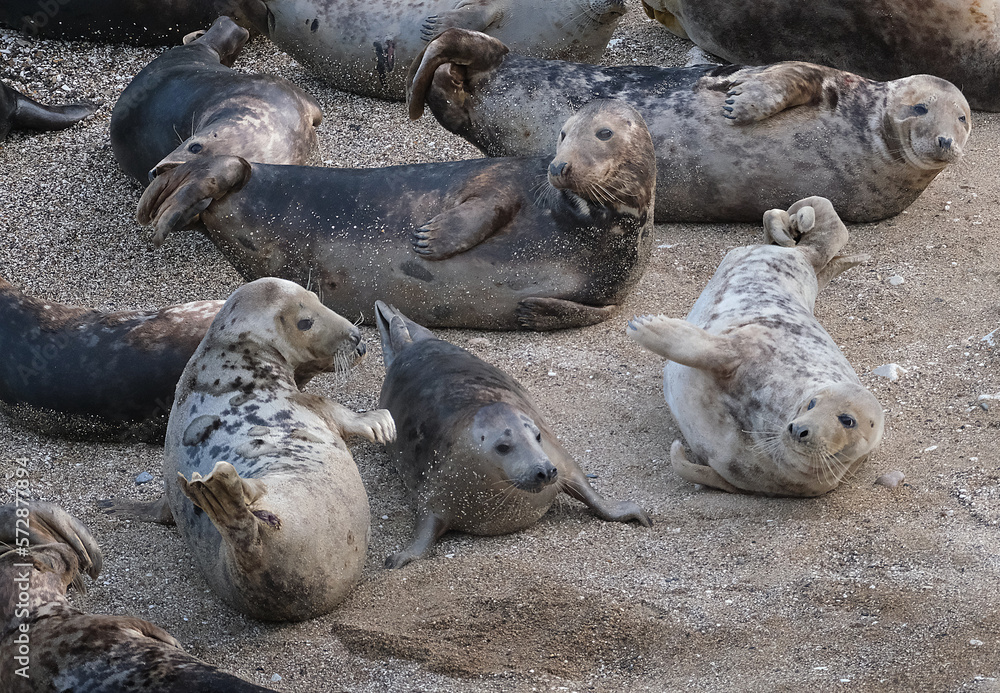 The harbor seal, also known as the common seal, is a true seal found ...