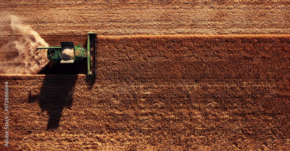 Harvester works in the field. Combine Harvesting Wheat, top view of a ...