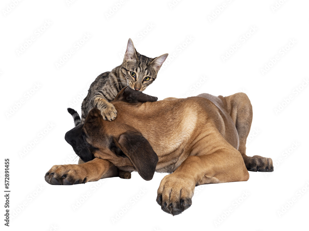 Savannah F7 cat and Boerboel malinois cross breed dog, playing together ...