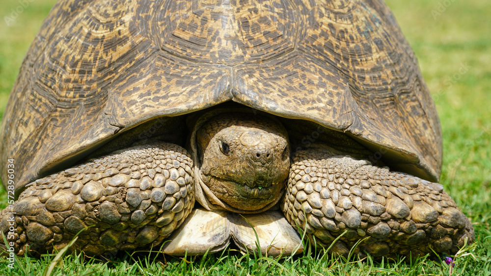 Foto Stock Large leopard tortoises (Stigmochelys Pardalis) that have ...