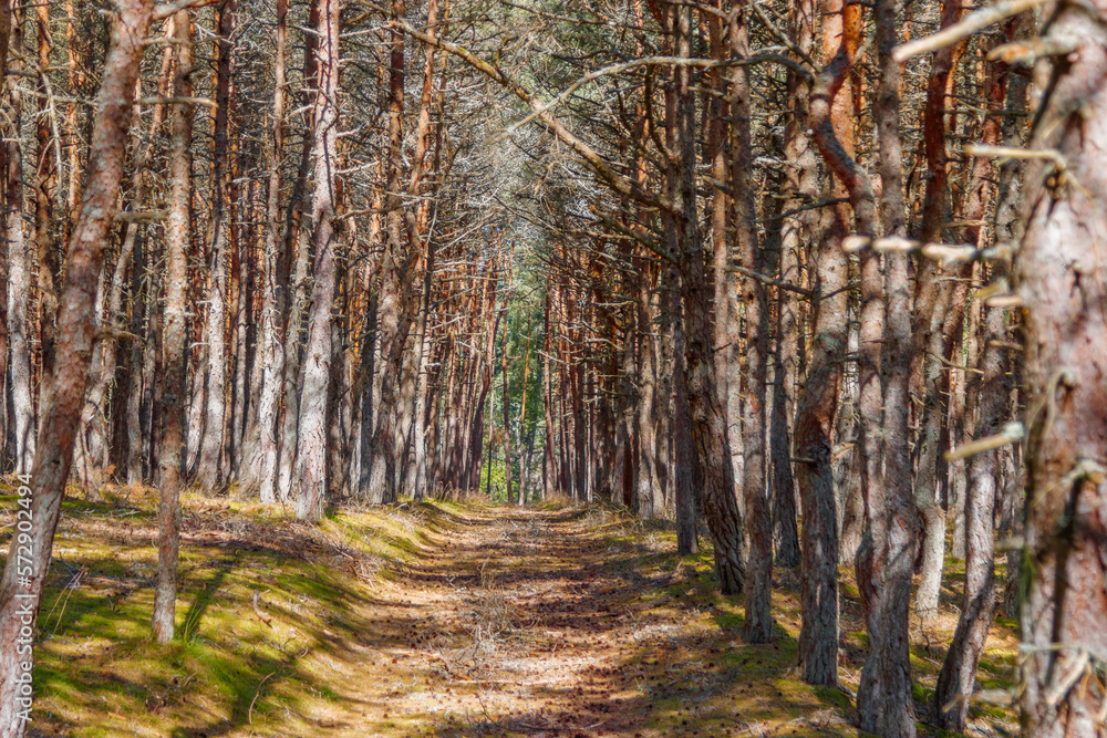 Dancing forest is sight of Curonian Spit national park in Kaliningrad ...