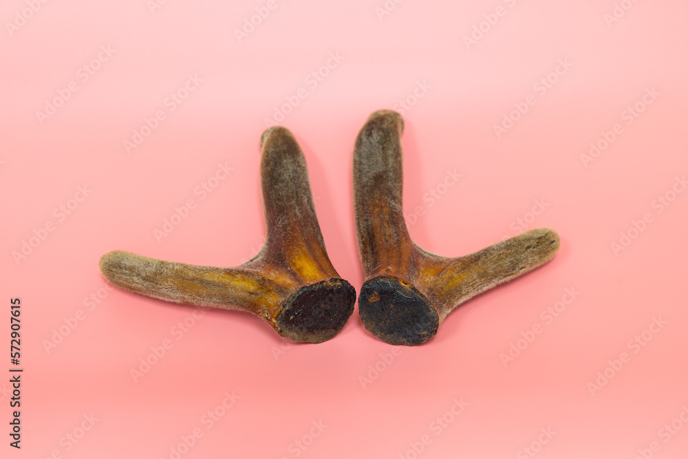 Velvet antler in pink background. cartilaginous antler in a ...