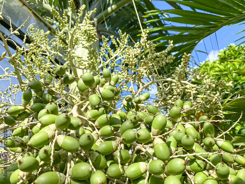 Pinang fruit (Areca catechu) or Betel Palm, which is young and green in ...