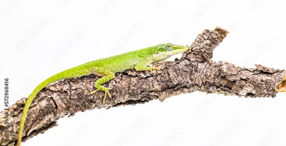 Anolis carolinensis or green anole on a pine tree branch. They are a ...