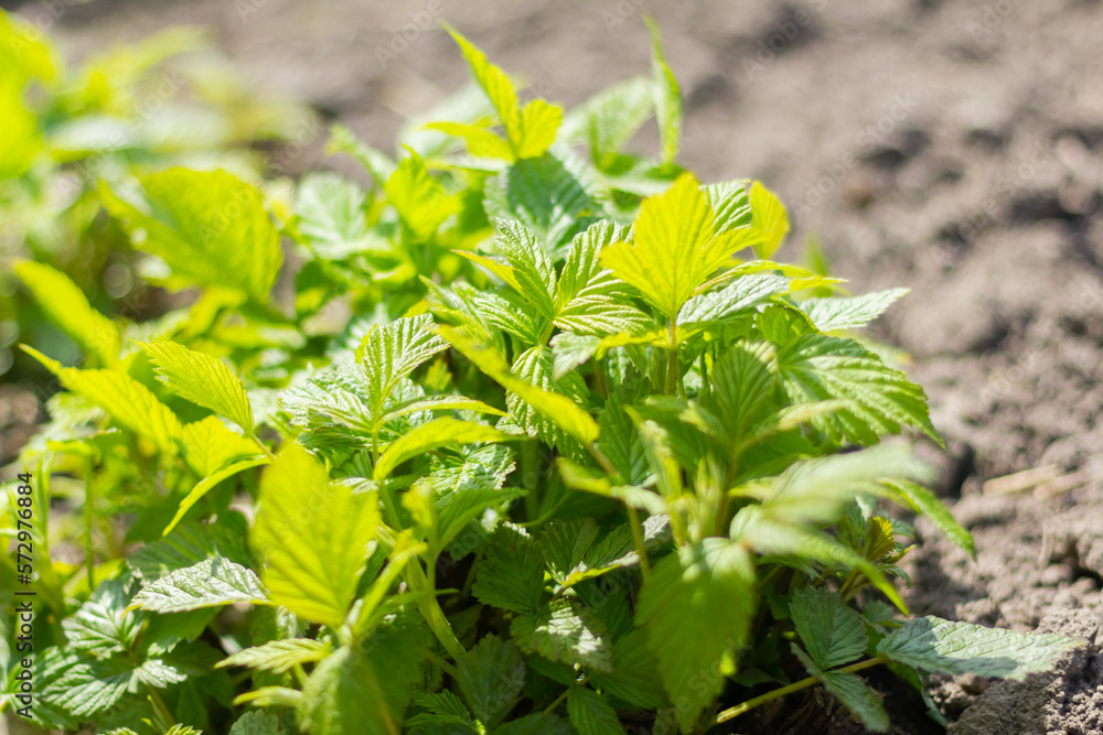 Raspberry Seedlings