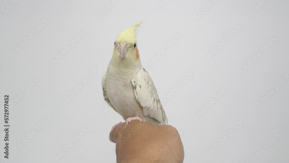Female cockatiel parrot bird on human hand. Cockatiels are gentle ...