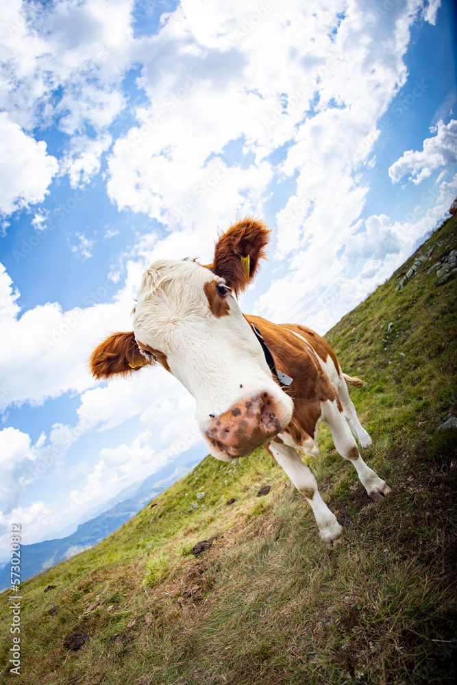 cow close-up, taken at an angle, slight fisheye effect Stock Photo ...