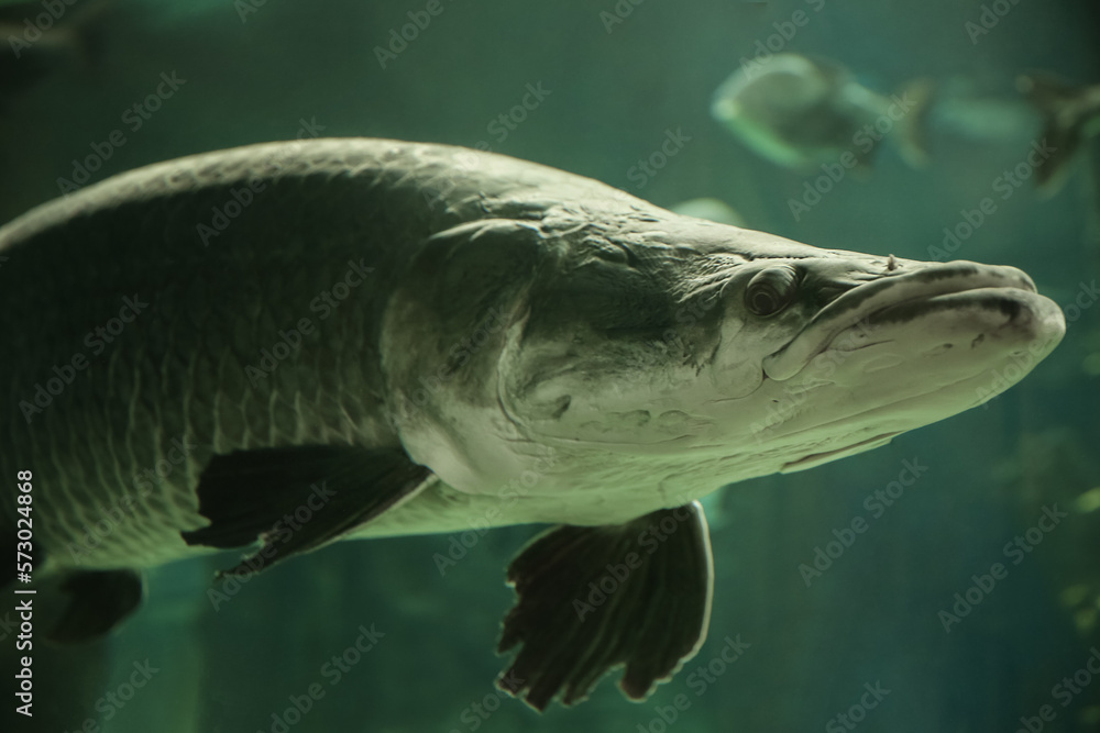 Fish under water. Arapaima fish - Pirarucu Arapaima gigas one largest ...