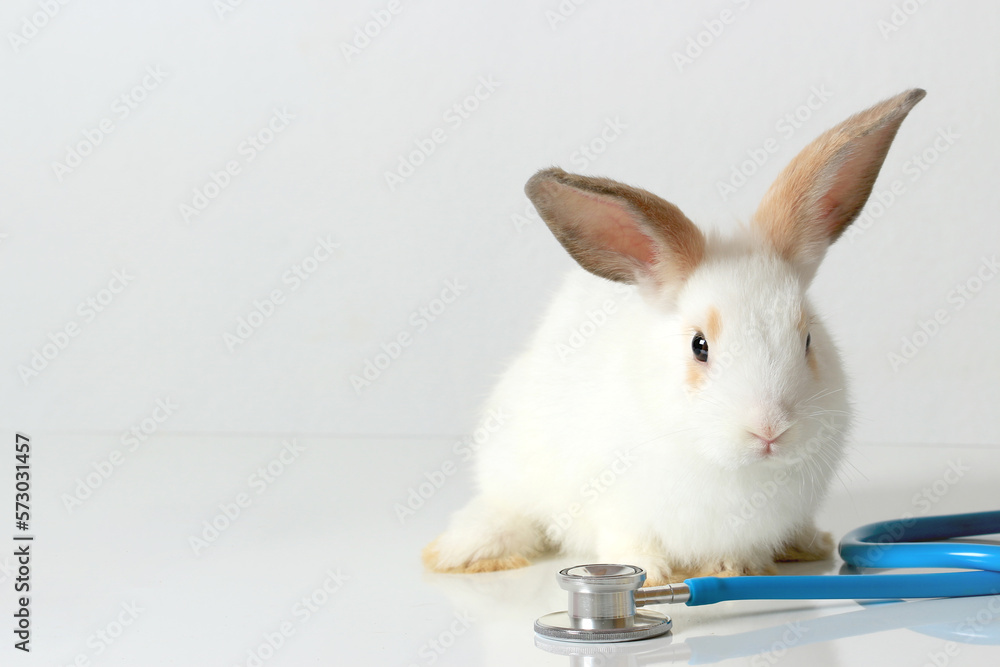 Cute white rabbit with long brown ears with doctor stethoscope ...
