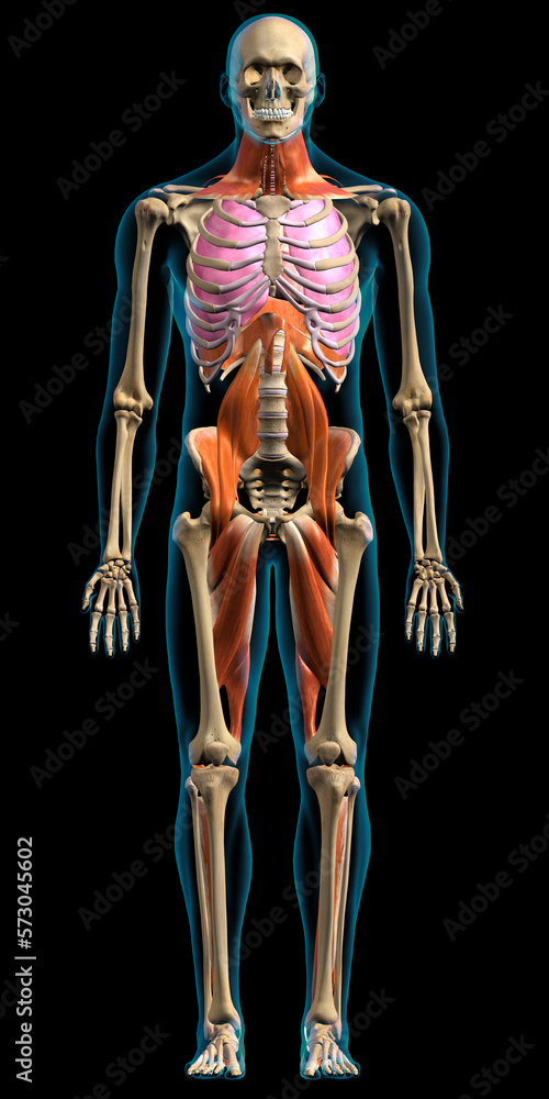 Full Body Anatomical Model of Male Deep Front Network of Muscles on ...