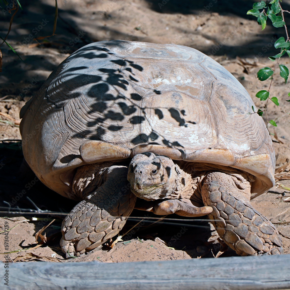 Galápagos giant tortoise is a species of very large tortoise in the ...