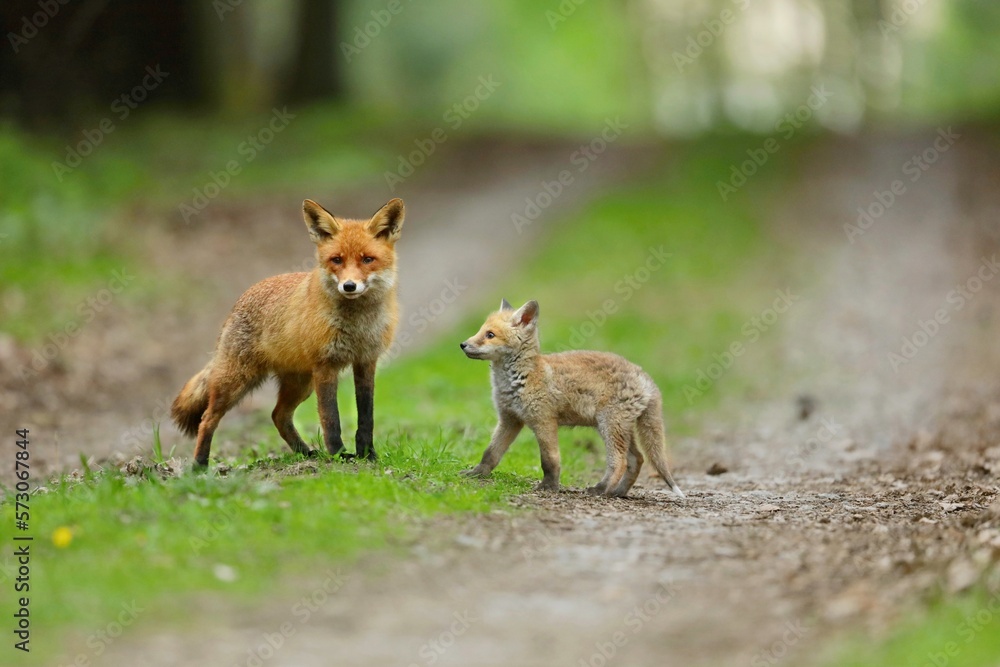 Red fox with baby. Red fox is largest of the true foxes, has the ...