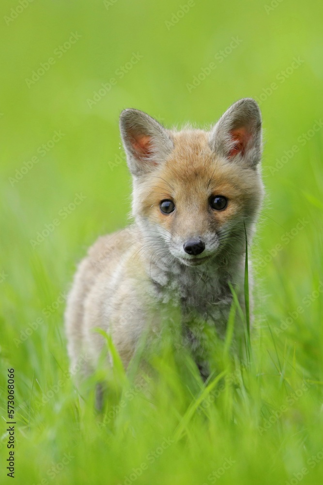 Cute baby red fox, vulpes vulpes, cub playing on green grass and looking into camera in summer ...