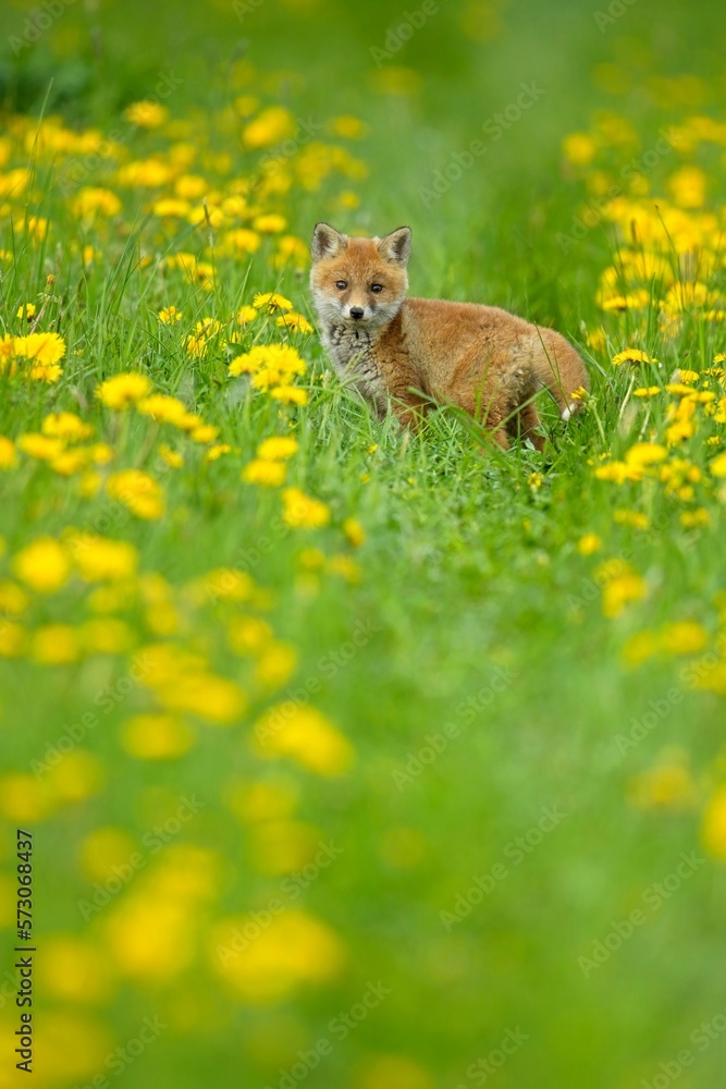 Cute baby red fox, vulpes vulpes, cub playing on green grass with yellow dandelion and looking ...